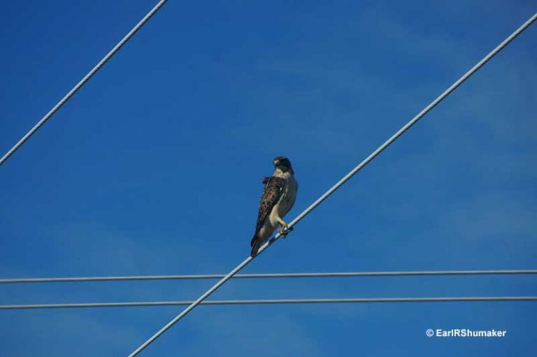 Birds Sitting On Power Lines: How Do They Avoid Electrocution?