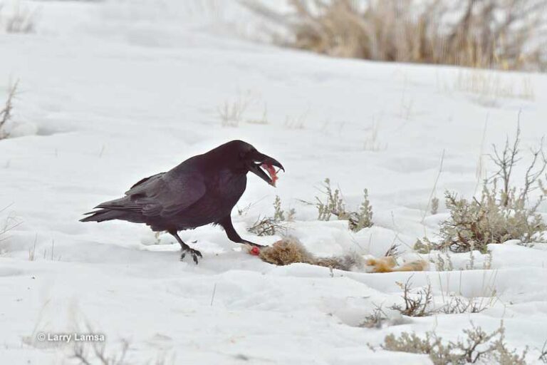 The Diet Of Ravens: From Carrion And Birds To Fruit