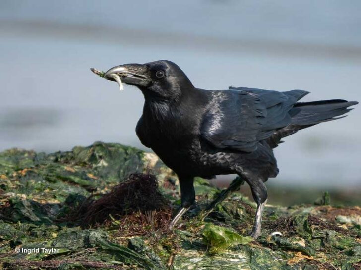 The Diet Of Ravens: From Carrion And Birds To Fruit