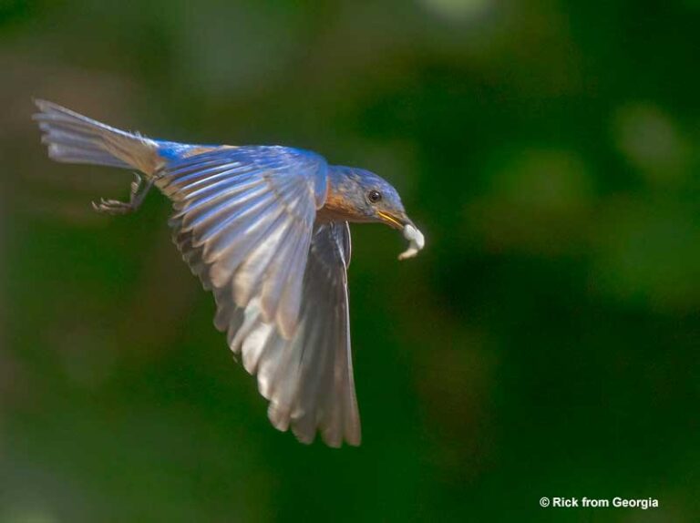Fecal Sacs: What Are They & Do Birds Really Eat Them?