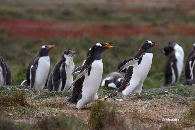 18 Types Of Penguins: Species Overviews & Biggest Threats