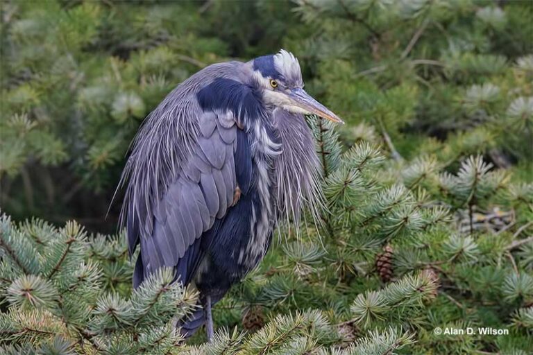 8 Ways To Fight Against Unfair Bird Deaths