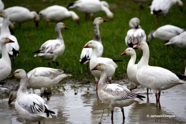 Migration Paths: The Main Flyways Across The World