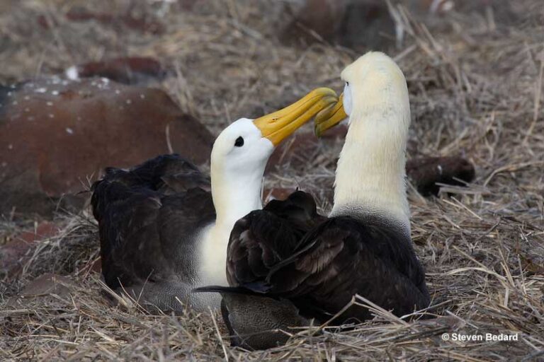 Albatross Symbolism In Full: Hidden Meanings & Spiritualism