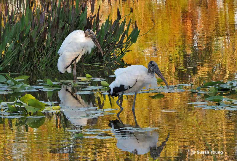 The Symbolism Of Storks: Do They Bring Babies Or Bad Things?