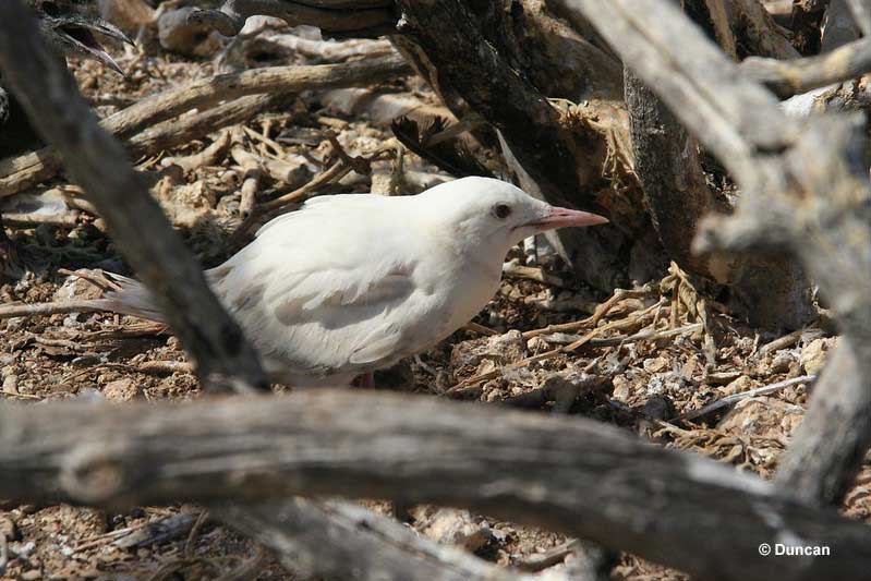 Why Are Some Birds Leucistic Or Albinos? [Mutations Explained]