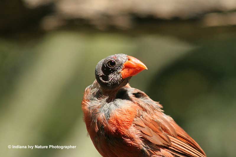 15 Facts About Cardinals – Popularity, Relationships & More