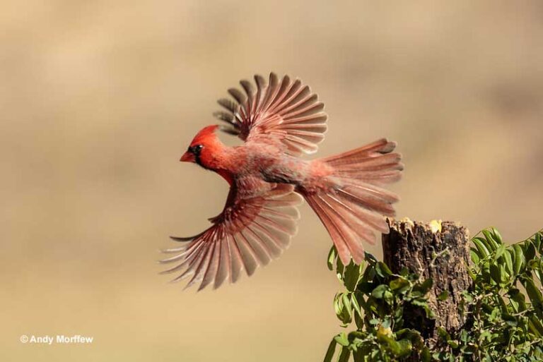 Baby Cardinal - First Few Weeks Of Life, Identification & More