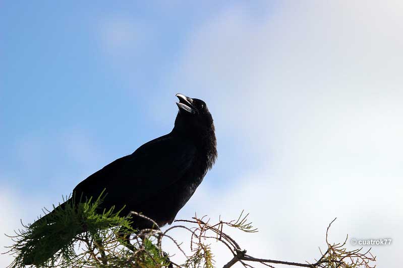 15 Fun Facts About Crows & Their Lives, Habits, And Family