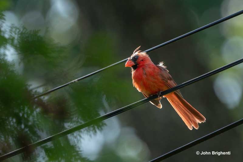 Why Do Birds Molt? The Molting Process & Frequency