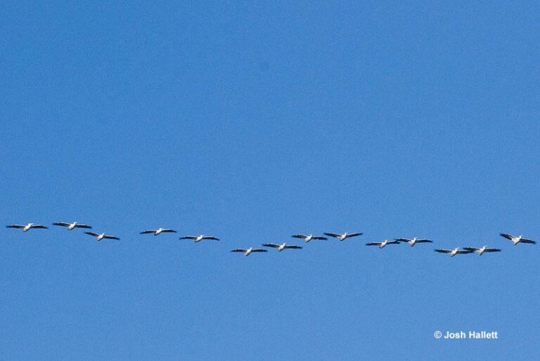 Do All Birds Migrate? Reasons Behind Migration & More