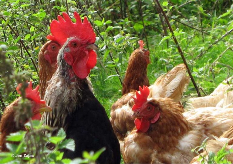 The Resilient Wild Chickens: How Do They Survive In the Wild?