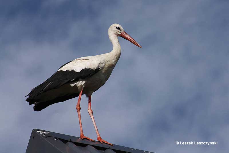 The Symbolism Of Storks: Do They Bring Babies Or Bad Things?