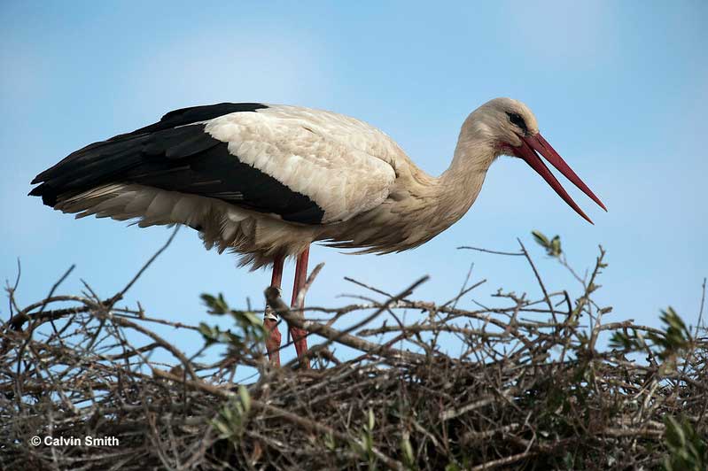 The Symbolism Of Storks: Do They Bring Babies Or Bad Things?