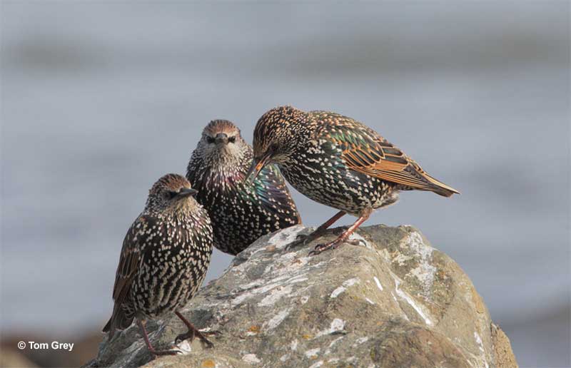 10 Birds That Have Become Invasive In The U.S.