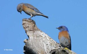 15 Facts About Bluebirds: Get To Know The One-Of-A-Kind Birds
