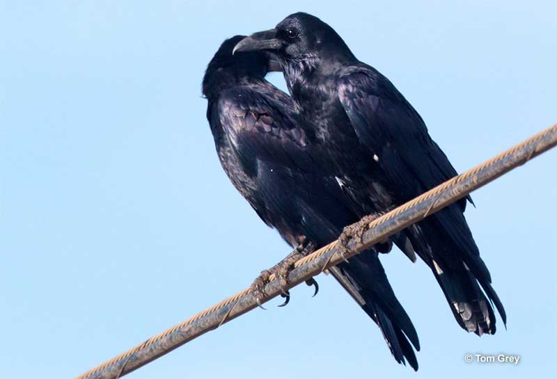 15 Fun Facts About Crows & Their Lives, Habits, And Family