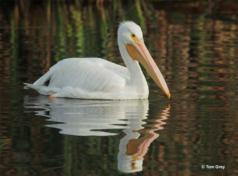 The Symbolism Around Pelicans – Spiritual Meanings & Legends