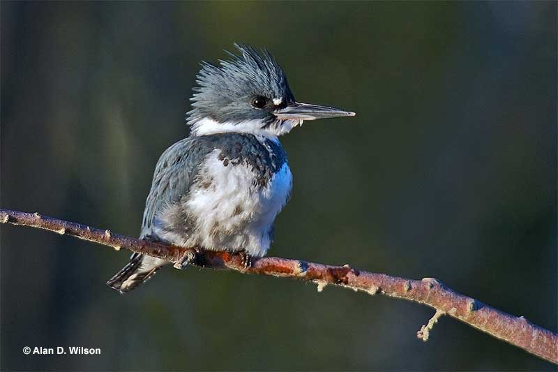 The Anatomy Of Bird Feet & How Birds Use Their Limbs