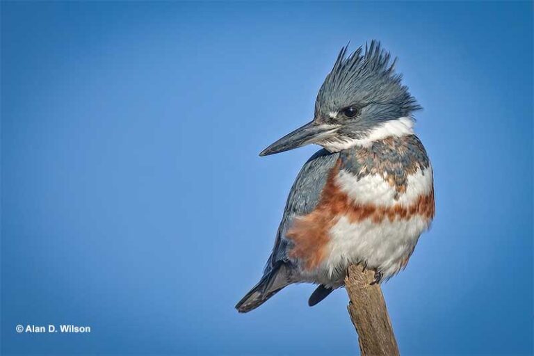 Kingfisher Family: Species You Can See In The U.S. & Worldwide