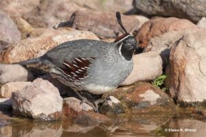 The Deeper Meanings Behind Quails [Full Symbolism]