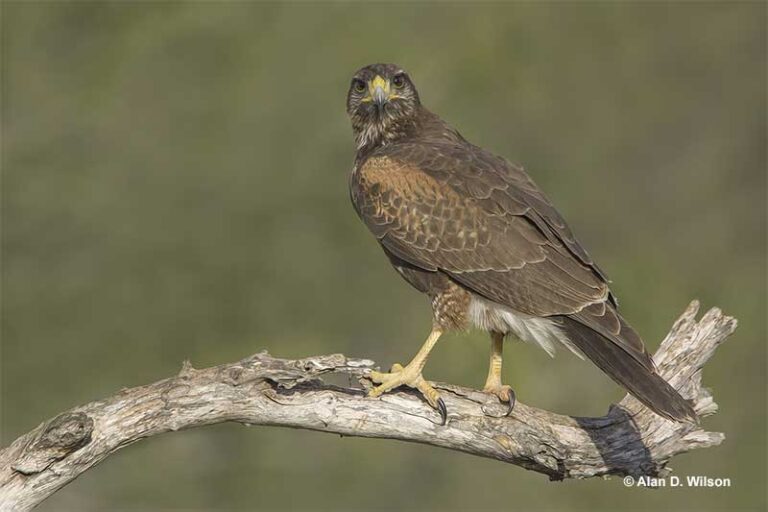 15 Fun Facts About Hawks: From Eyesight To Different Names