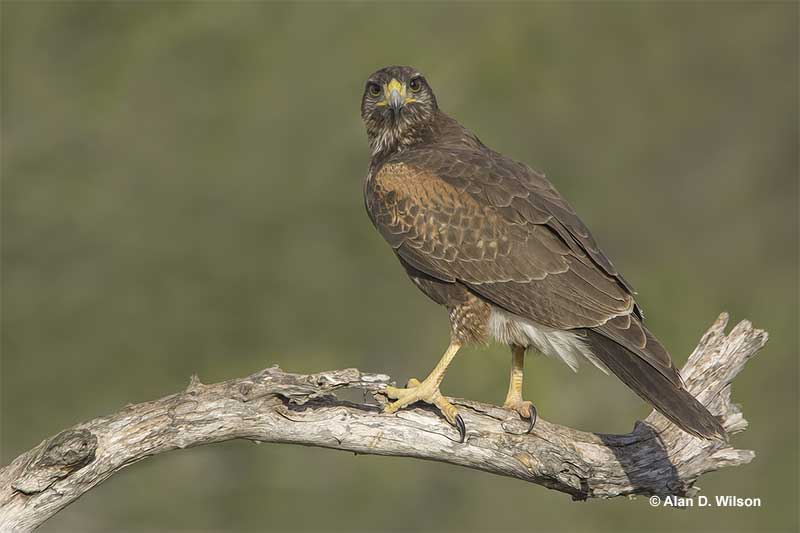 15 Fun Facts About Hawks: From Eyesight To Different Names