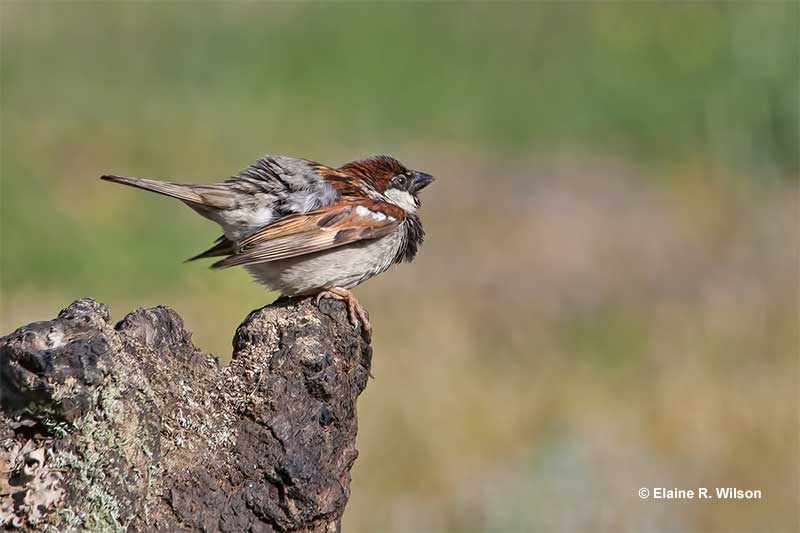 10 Birds That Have Become Invasive In The U.S.
