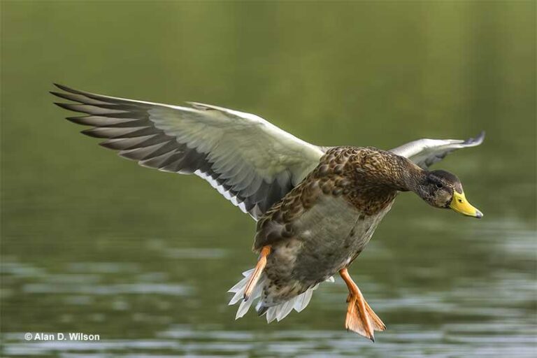 Are Hybrid Birds & Crossbreeding Common For Birds?