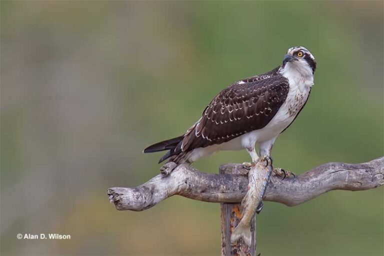 The Symbolism Of Ospreys: Protectiveness & Foresight