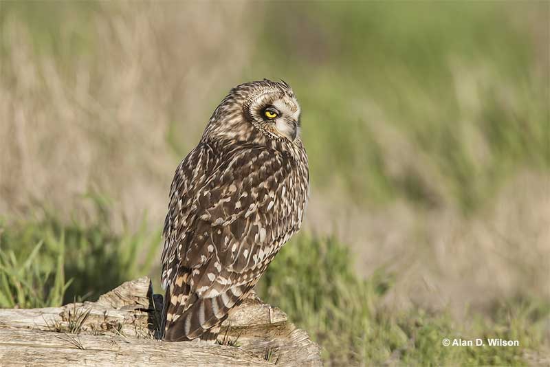 Owl Species In Pennsylvania: 7 Species & How To ID Them