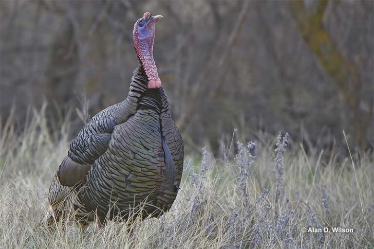 The Average Lifespan Of Turkeys: For Wild & Domesticated Birds