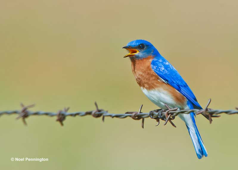 Are Birds Really The Descendants Of Dinosaurs? [Evolution]