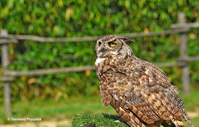 Top 5 Biggest Owls In The World (Based On Weight & Size)