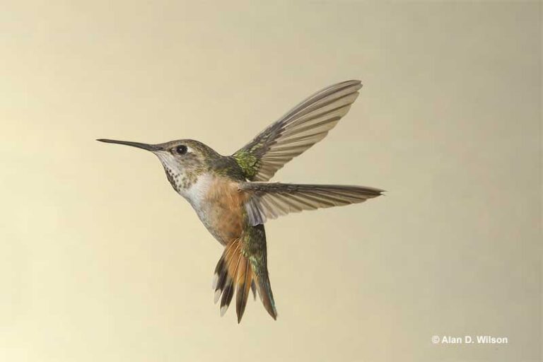 Bird Wings – Anatomy, Bone Structures And Different Shapes