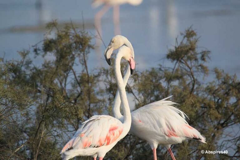 15 Facts About Flamingos – Get To Know Your Favorite Birds!