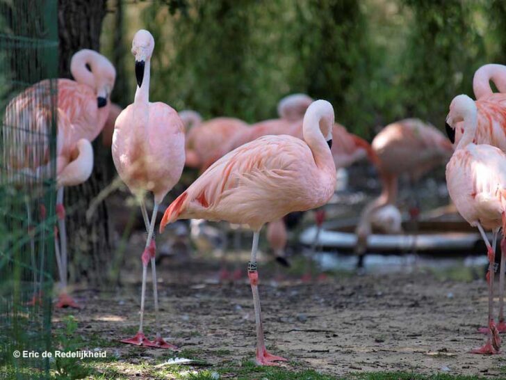 The Symbolism Of Flamingos: Spiritual Meanings & More