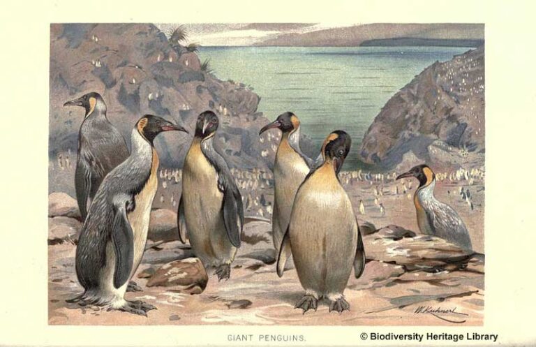 Ancient Prehistoric Bird Predecessors That Have Gone Extinct