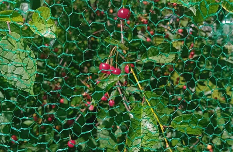 Bird Deaths In Numbers: Most Prominent Treats & Causes