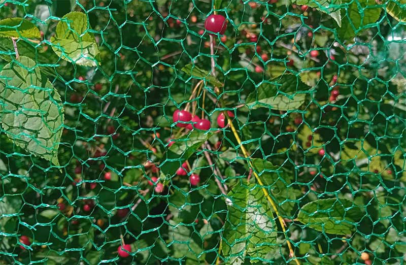 Is Bird Netting Safe For Birds? What To Check & Alternatives