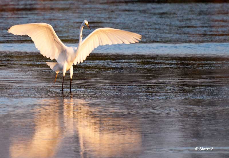Do Birds Sweat? Ways Birds Cool Off With High Temperatures