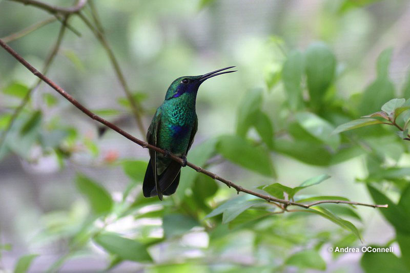 Different Sounds Hummingbirds Make: From Trills To Singing