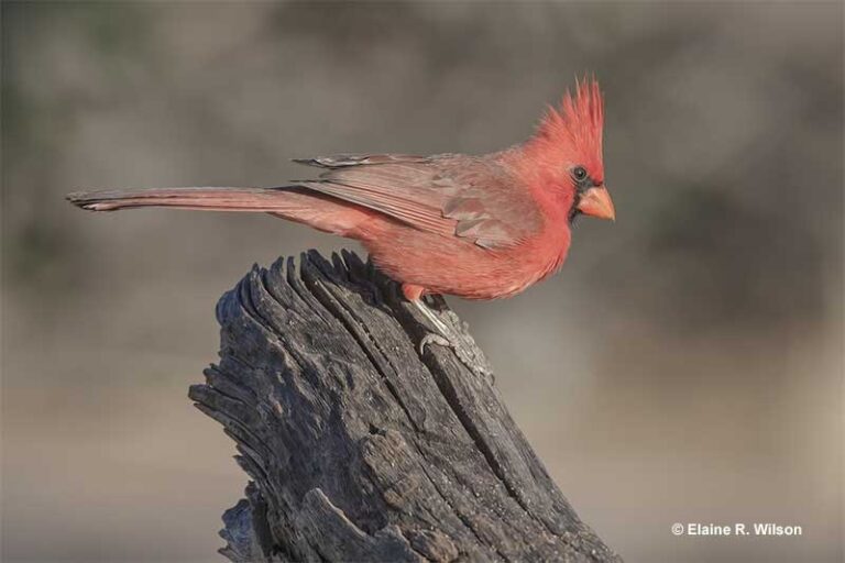 Cardinal Migration Habits – Do Some Of Them Migrate?