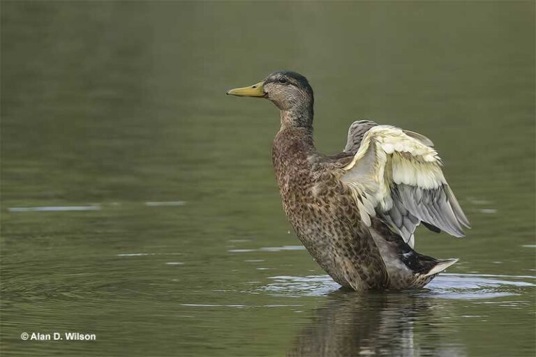 Are Hybrid Birds & Crossbreeding Common For Birds?