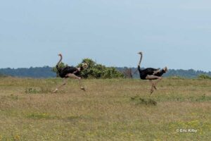 Do Ostriches Really Hide Their Heads In Sand? [Myth Origins]