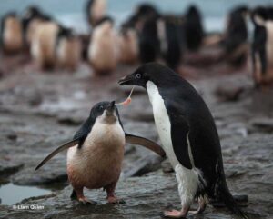 What Do Penguins Eat – A Look Into Their Feeding Habits