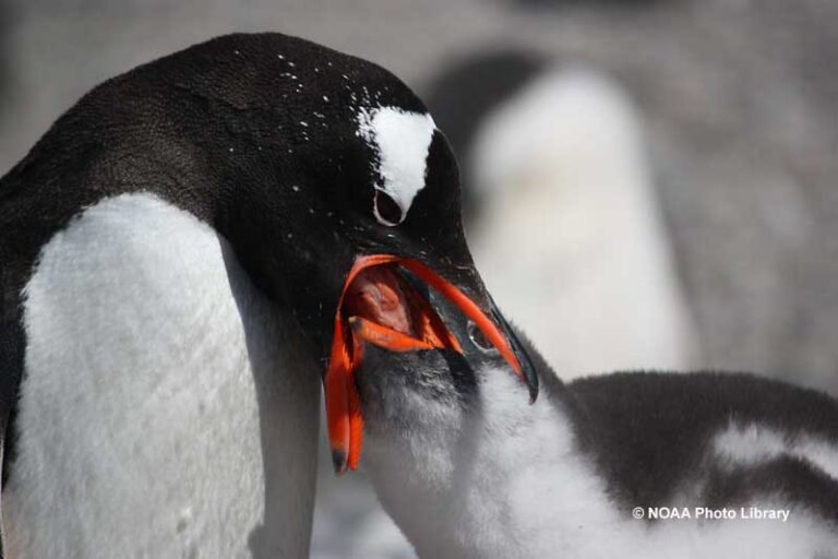 What Do Penguins Eat – A Look Into Their Feeding Habits
