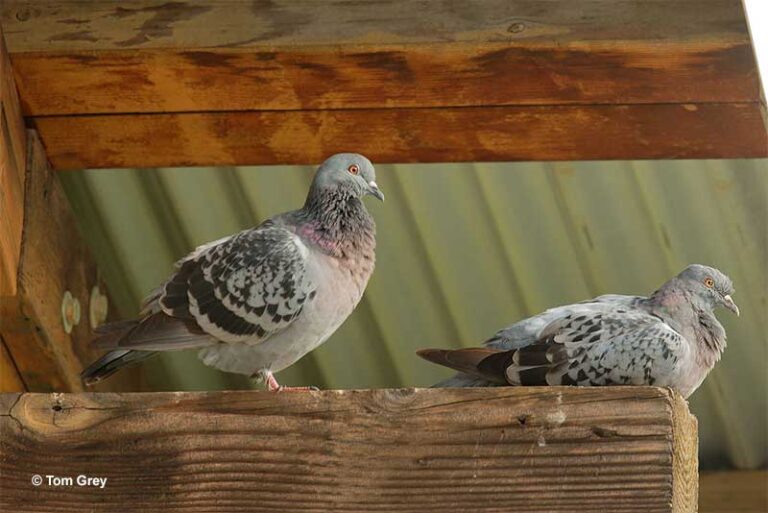 Why Do Pigeons Coo? Attracting A Mate & Other Reasons