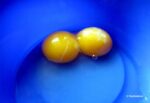 Can Two Birds Hatch From One Egg? Exploring Double Yolks
