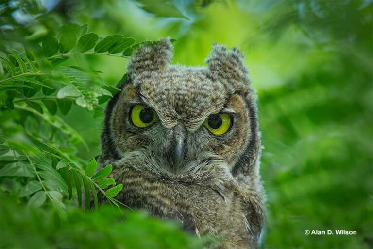 The Intelligence Of Owls – How Smart Are They?